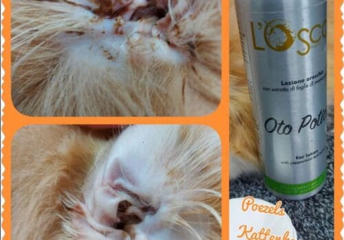 Hoe maak je de oren van je kat schoon?